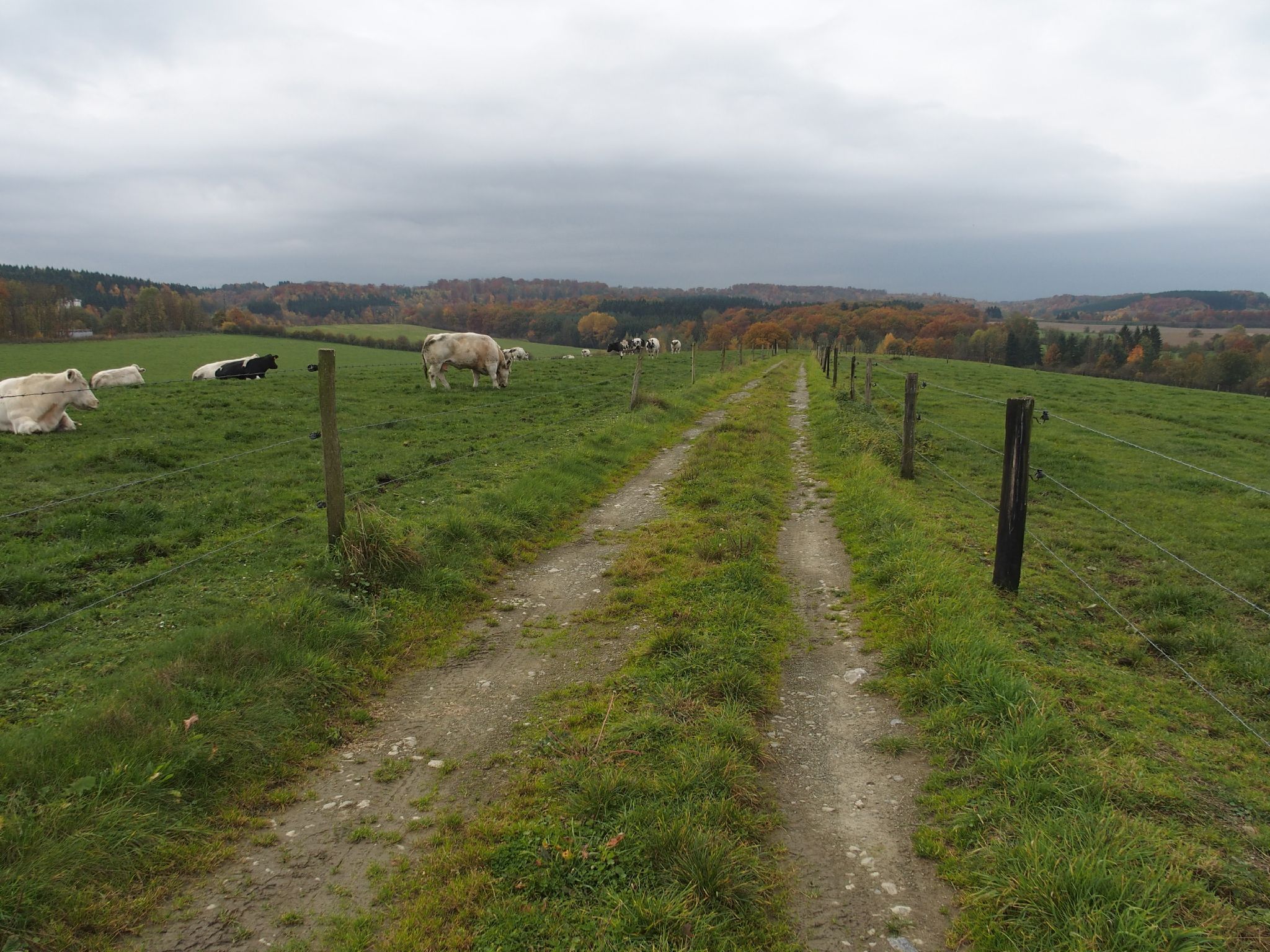 Randonnée Marche à Marche En Famenne Rb Lu 31 Varianteau Coeur De La Famenne Sitytrail