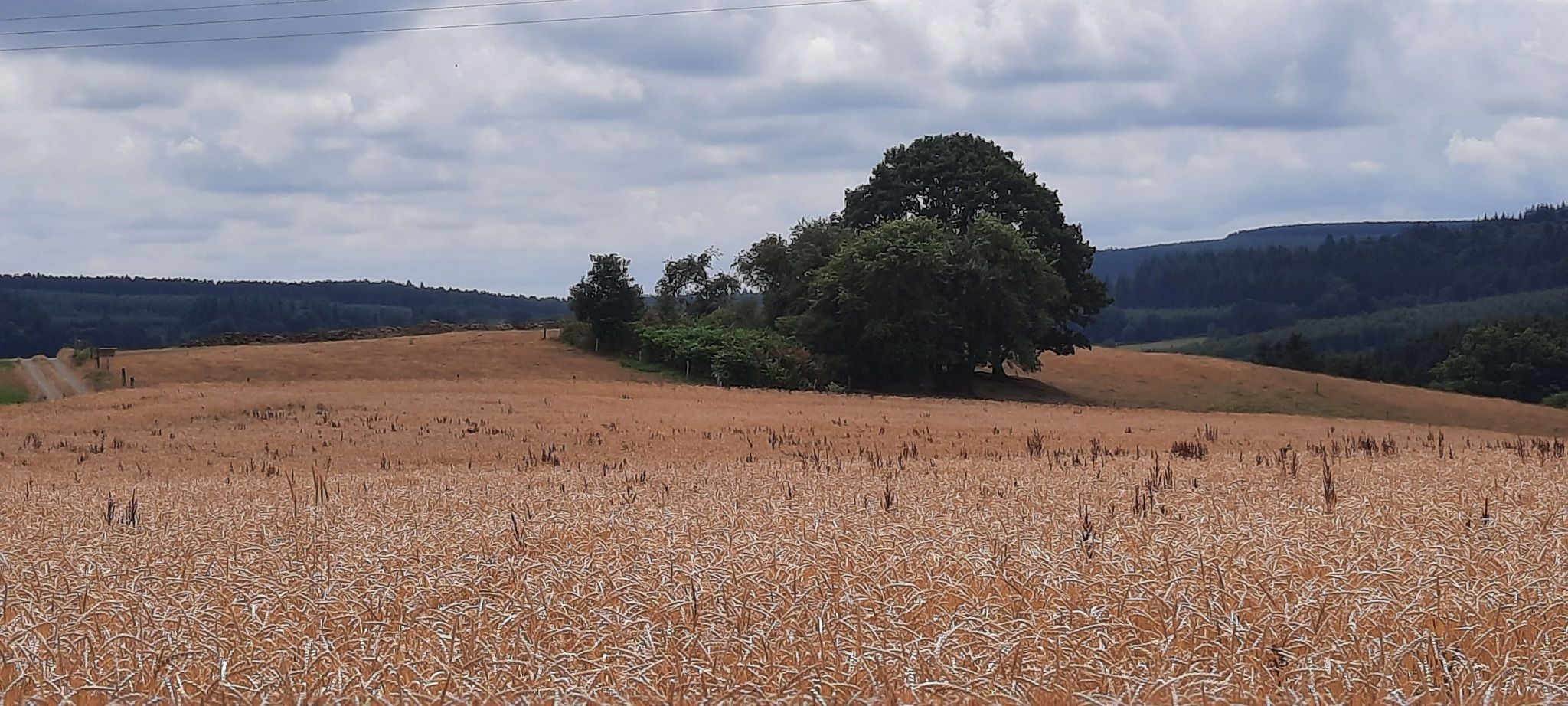Randonnée Marche à La Roche-en-Ardenne: GR 14 LA ROCHE - BIVOUAC DE ...