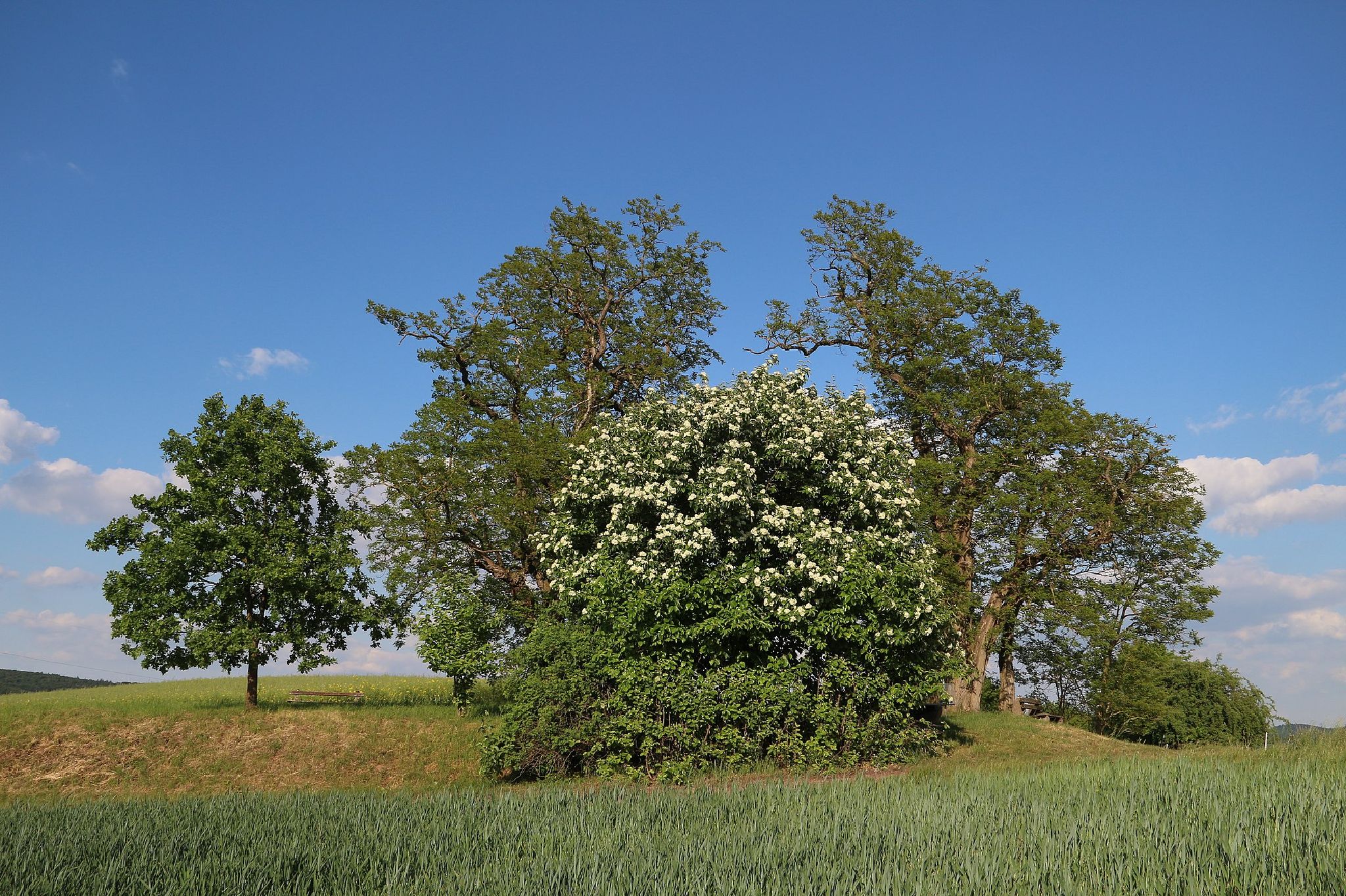 Randonnée A pied à Weimar (Lahn): [W2] Ortsrundweg Oberweimar ...