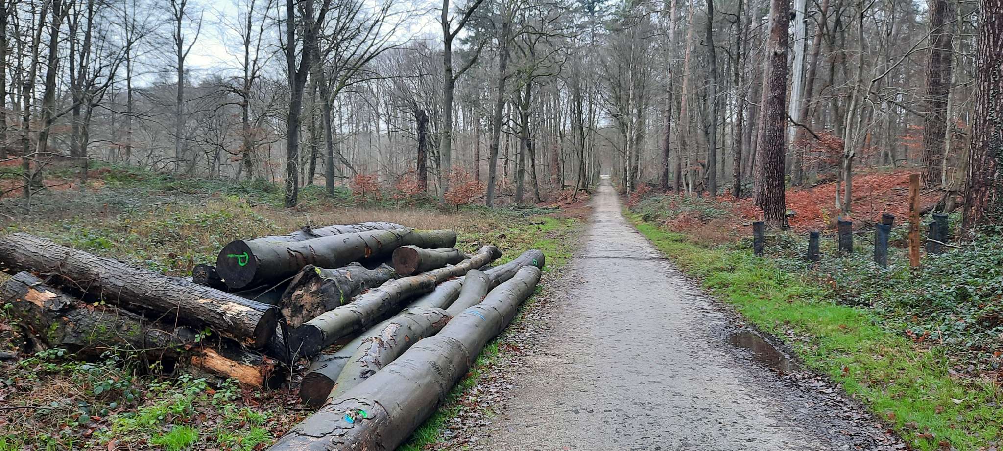 Randonnée Marche à Watermael-Boitsfort: Forêt de Soignes - SityTrail