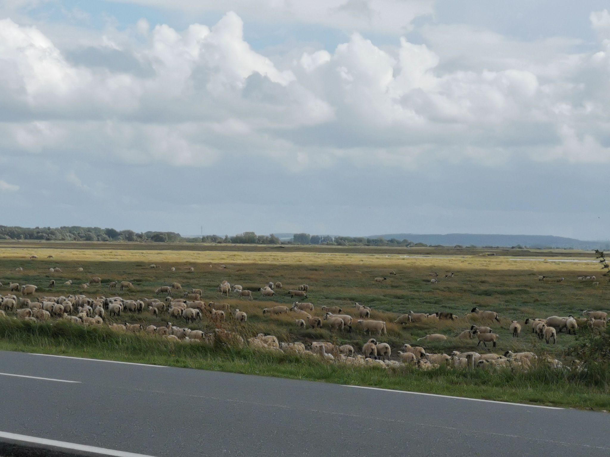 Randonnée Marche à LE CROTOY: le crotoy - SityTrail