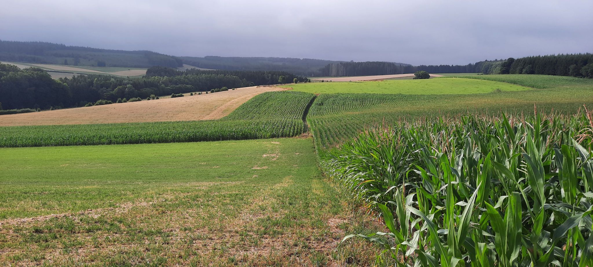 Randonnée Marche à La Roche-en-Ardenne: GR 14 LA ROCHE - BIVOUAC DE ...