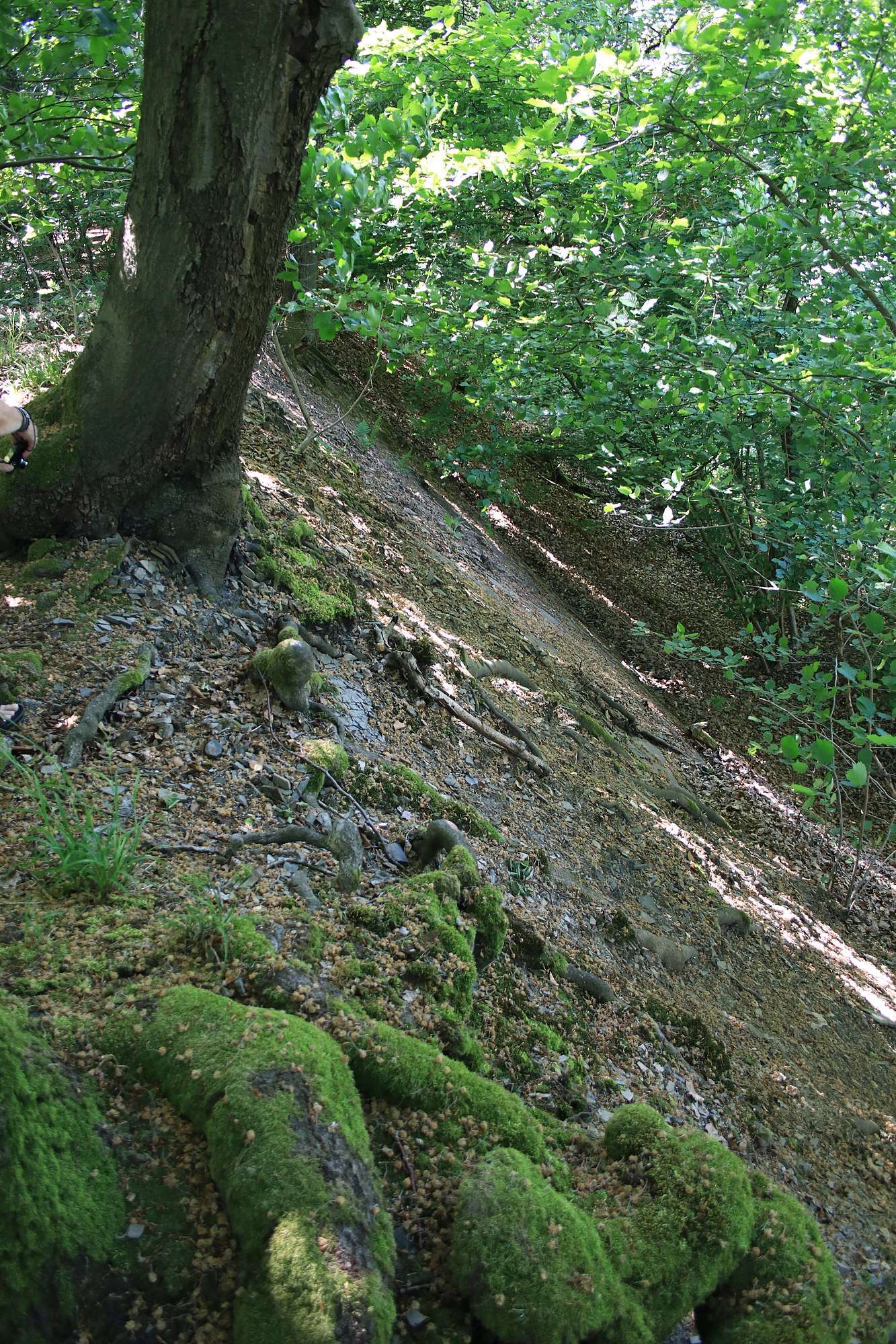 Randonnée A pied à Iserlohn: Letmathe SGV-Heim - Dechenhöhle - SityTrail
