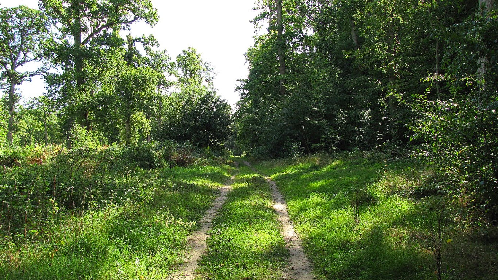 Randonnée A pied à Tracy-le-Mont: le GR12A dans les Forêts de Laigue et ...