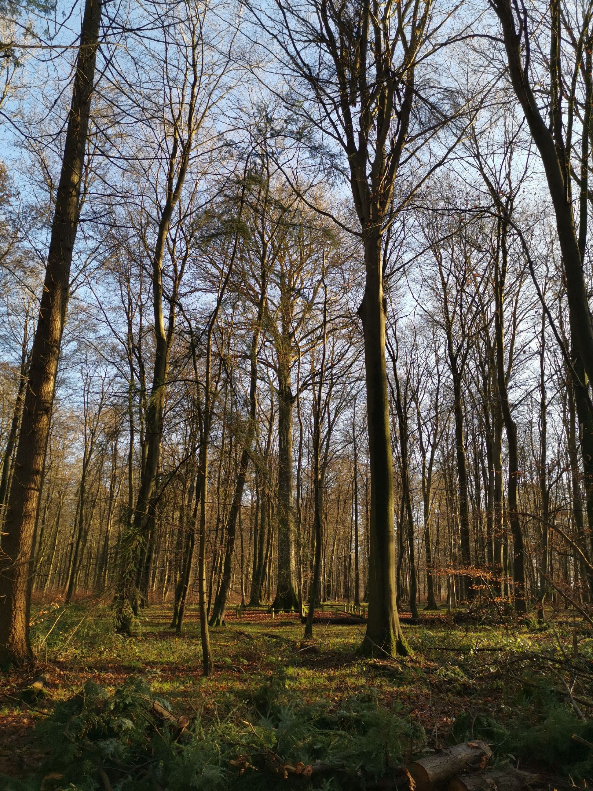 Randonnée Marche à Arques-la-Bataille: forêt d'arques - SityTrail